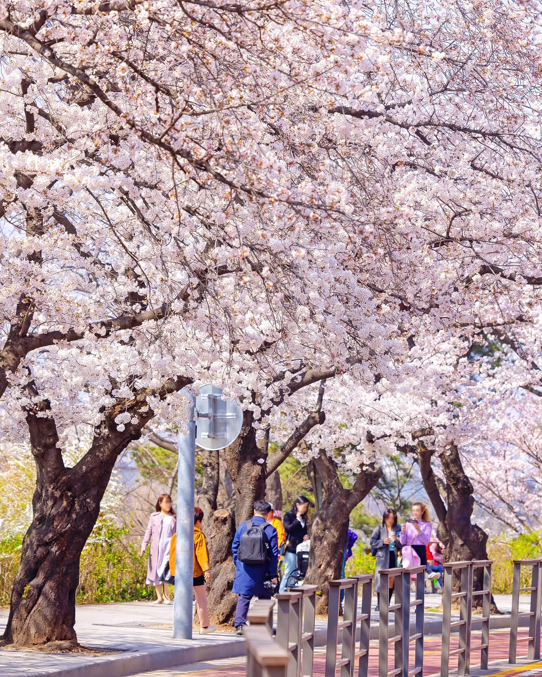 YEOUIDO SPRING FLOWER FESTIVAL – LỄ HỘI HOA MÙA XUÂN ĐẸP NHẤT SEOUL